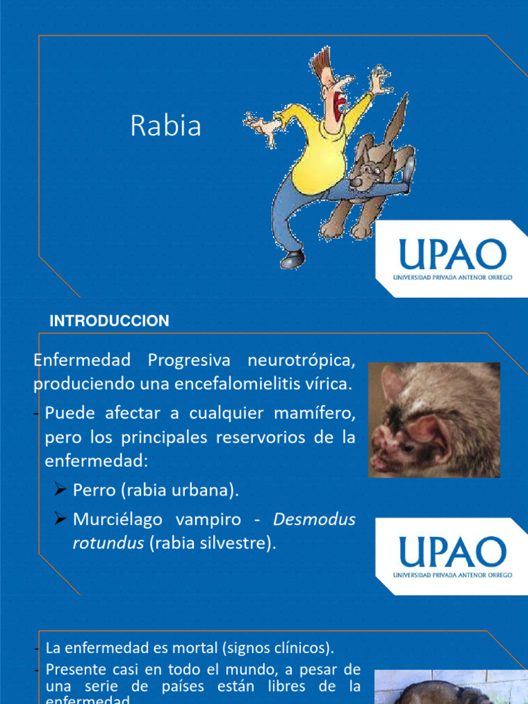 S03 PPT Rabia | Descargar gratis PDF | Rabia | Virus