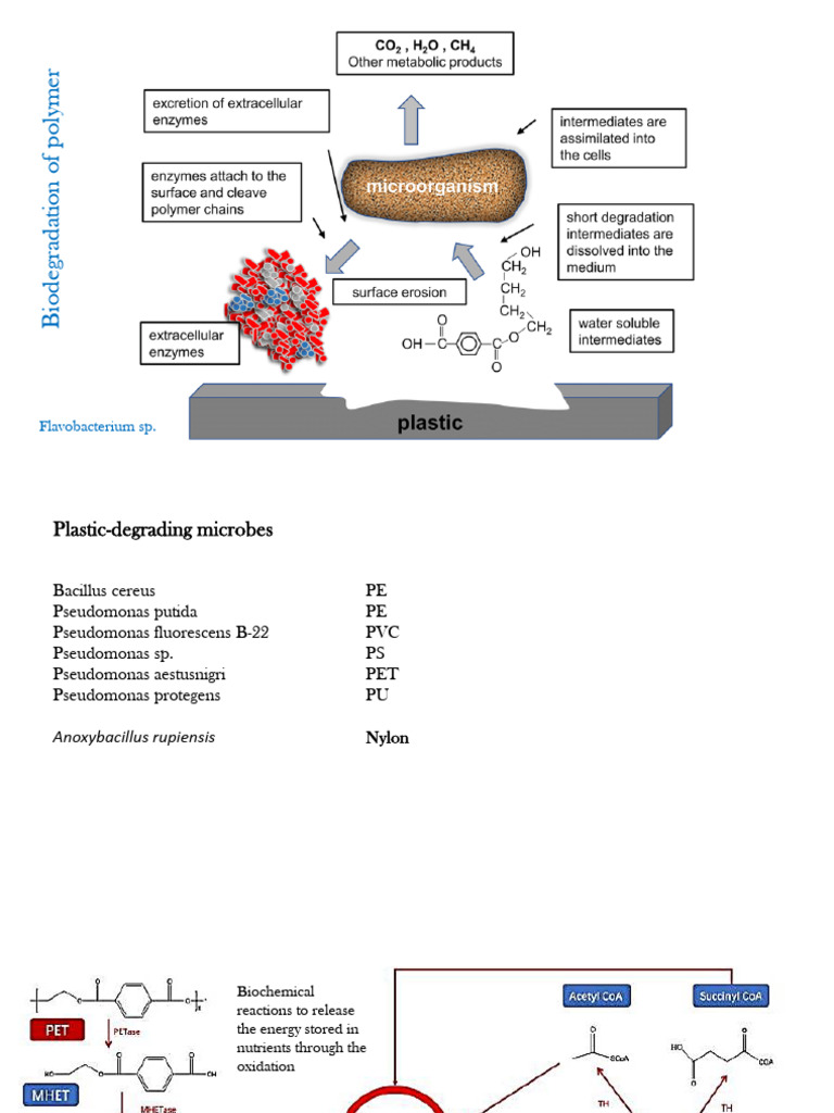 Applications of ASP | PDF | Metabolic Pathway | Biodegradation