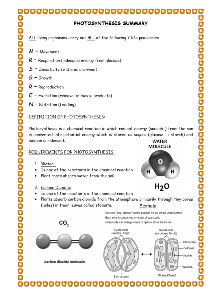 GR 8 NS Photosynthesis Summary | Download Free PDF | Photosynthesis ...