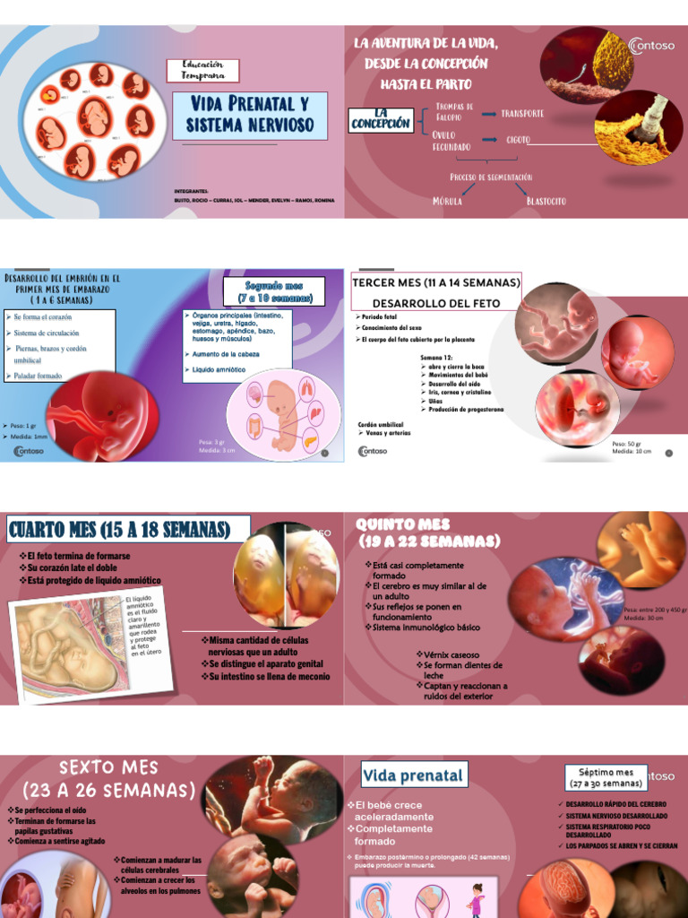 Desarrollo prenatal: etapas clave del feto | PDF | Sistema nervioso | Feto