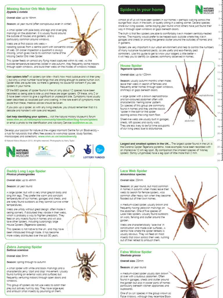 Spiders in Your Home Id Guide | PDF | Spider | Spider Web