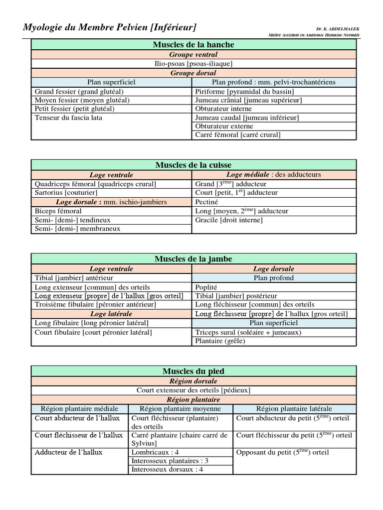 Muscles Membre Inf Tableau | PDF | Tissu mou | Appareil locomoteur