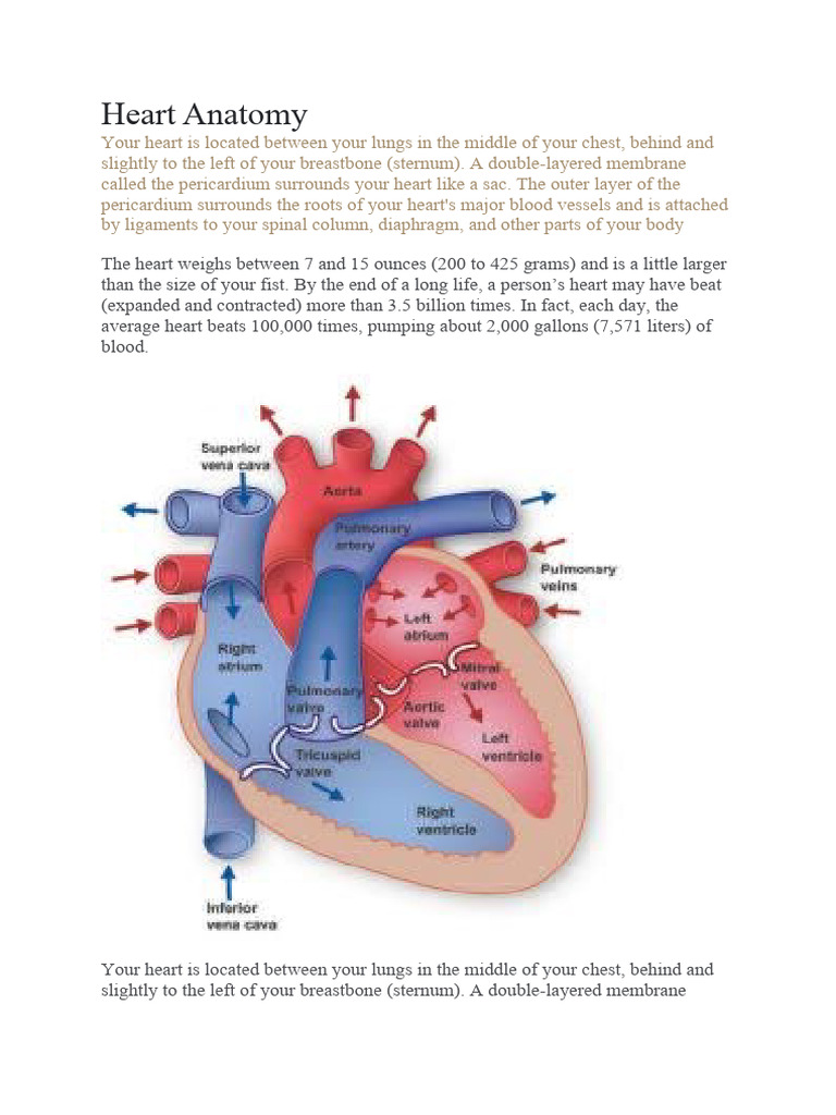 Heart Anatomy | PDF | Heart | Heart Valve