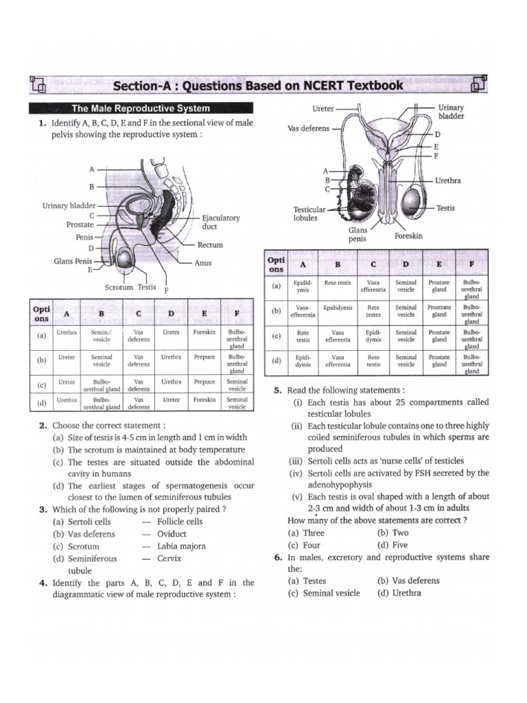 Human Repro Ncert Mcqs | PDF
