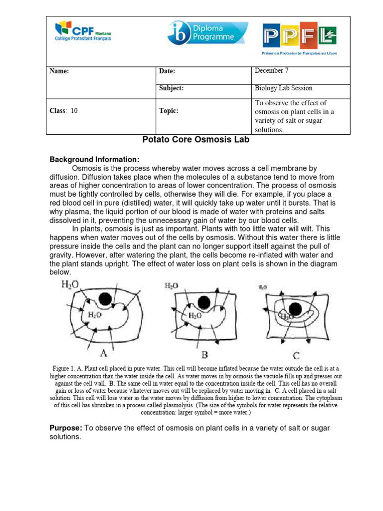 Potato Core Osmosis - Lab 2 | PDF | Osmosis | Water