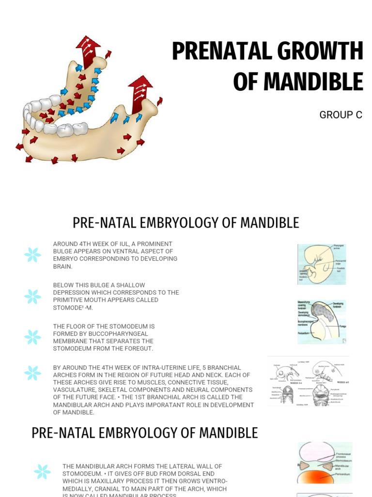 Prenatal Growth of Mandible | PDF | Anatomy | Musculoskeletal System