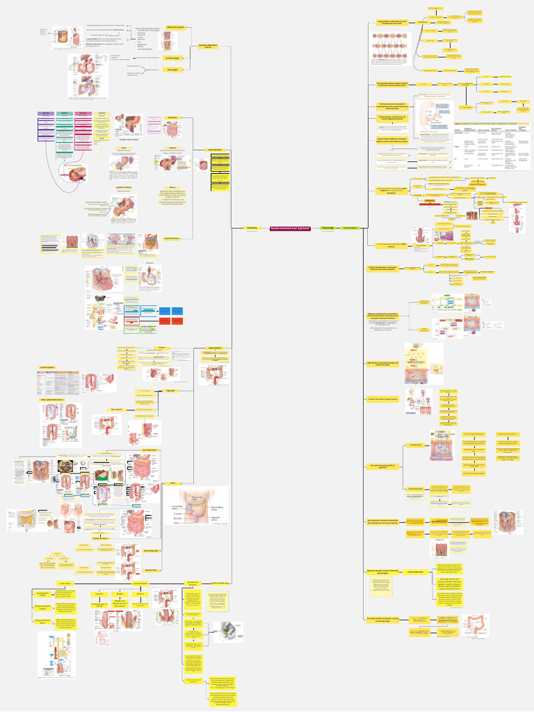 Conceptmap | PDF | Gastrointestinal Tract | Human Digestive System