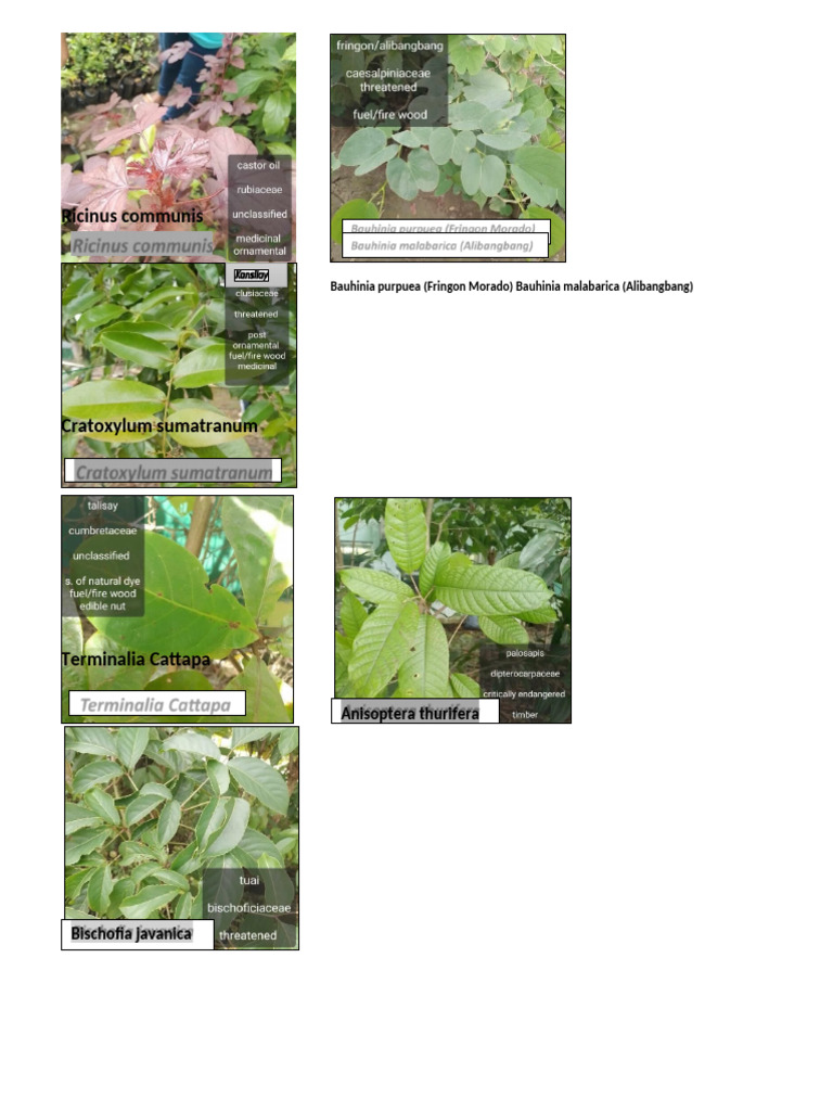 Identified Species Dendrology | PDF | Cooking, Food & Wine