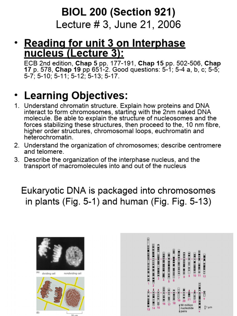 Lecture 3 (06) Website | PDF | Cell Nucleus | Chromatin