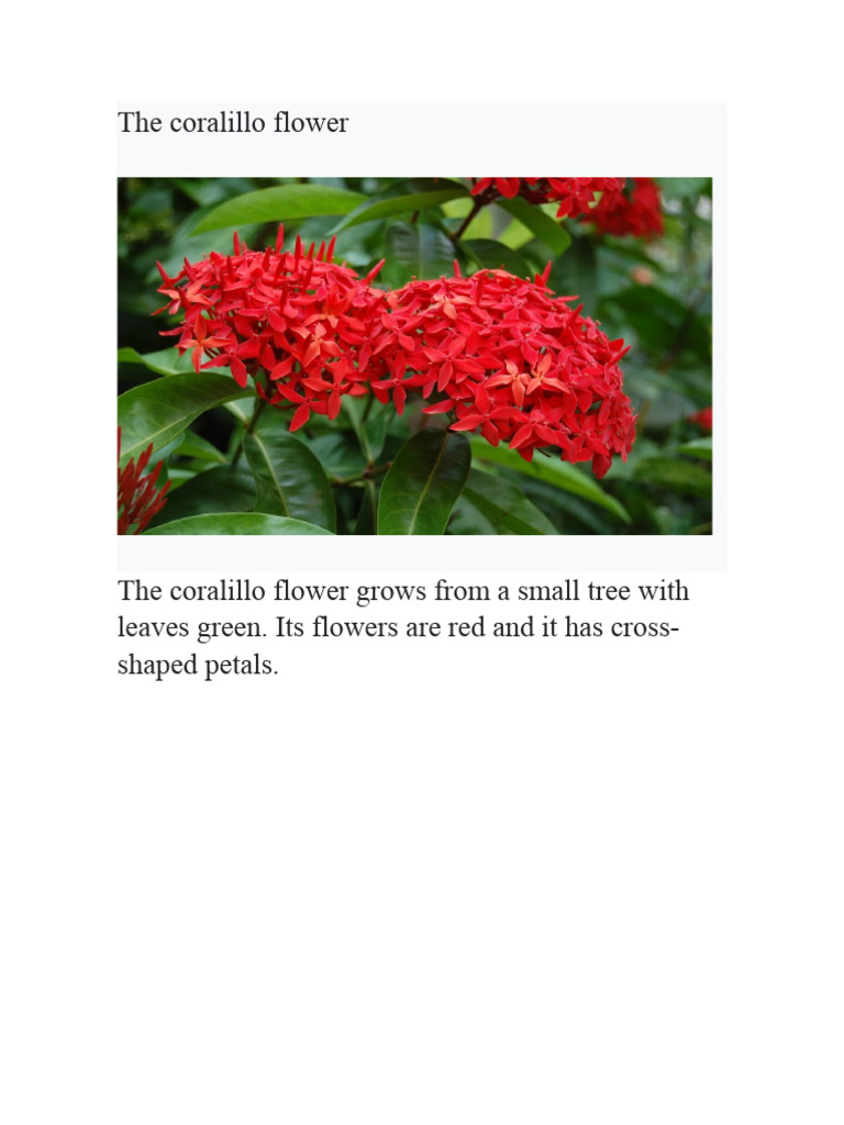 Coralillo Flower: Red Cross-Shaped Blooms | PDF
