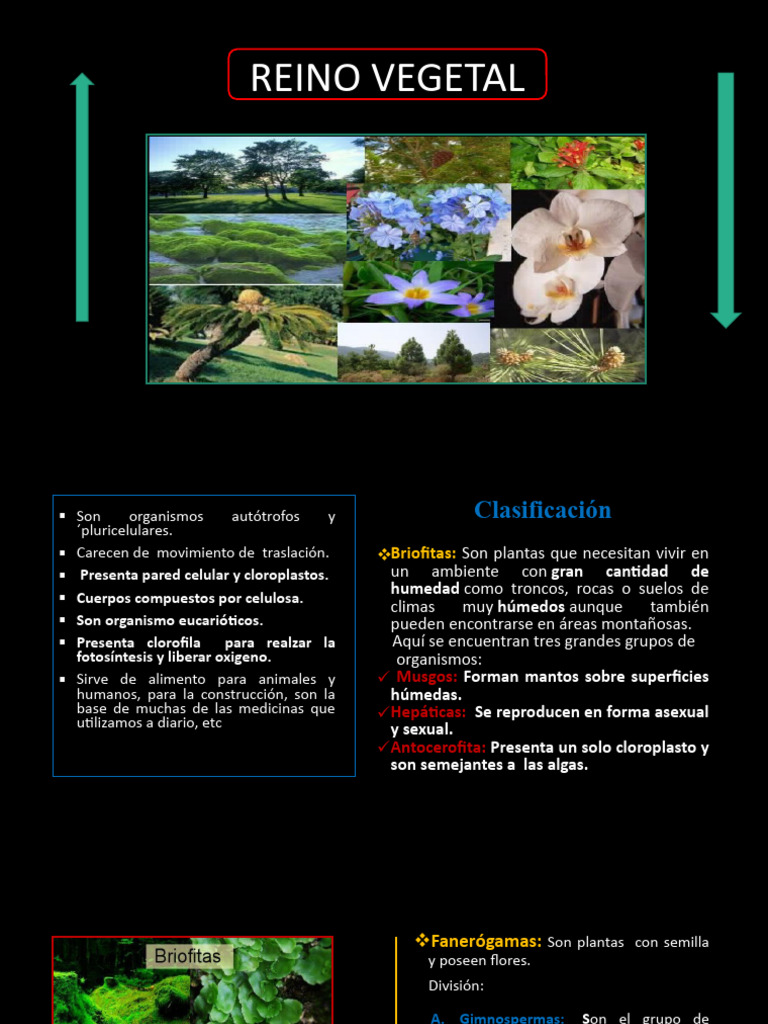 Clasificación y anatomía del reino vegetal | PDF | Plantas | Morfología ...