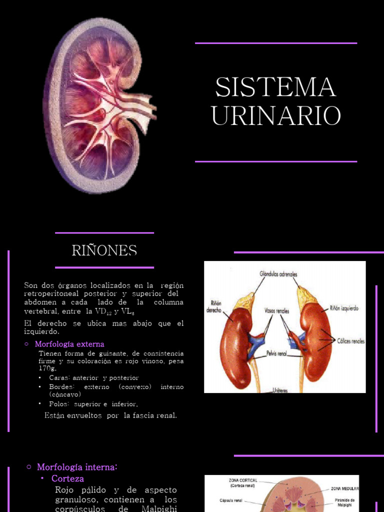 Sistema Urinario | PDF | Riñón | Sistema urinario
