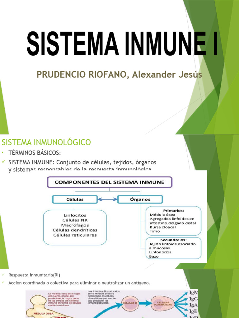 Sistema Inmunologico | PDF | Sistema inmune | Anticuerpo