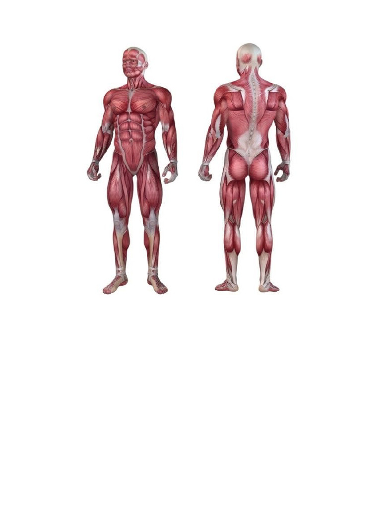 Músculos Por Delante y Por Detrás | PDF