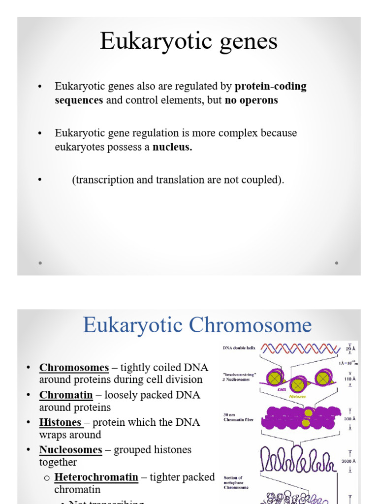 Eukaryotic Gene Control | Download Free PDF | Promoter (Genetics ...