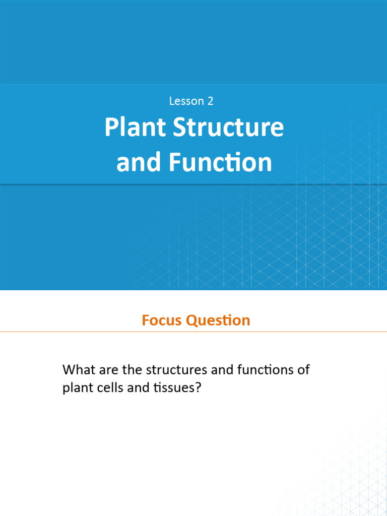 CA Lesson 02 Plant Structure and Function | Download Free PDF | Tissue ...