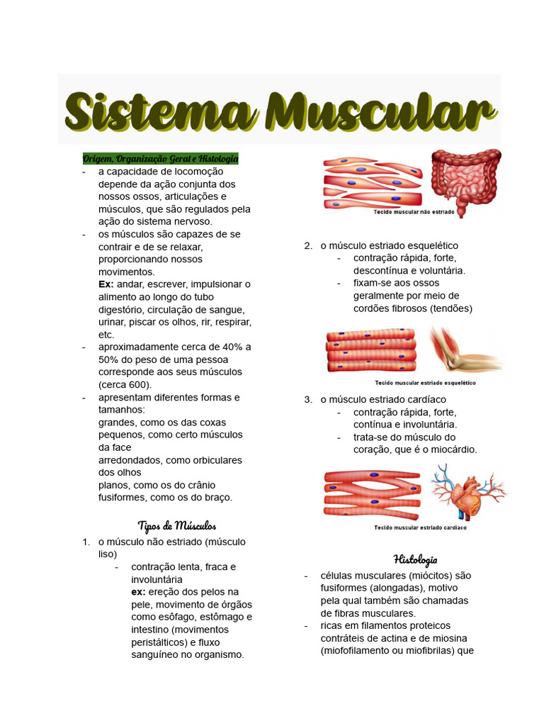 Resumo Sistema Muscular Pdf Músculo Morfologia Biologia