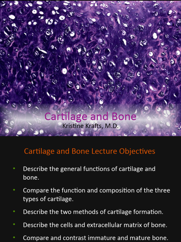 Cartilage and Bone: Functions and Types | PDF | Bone | Cartilage