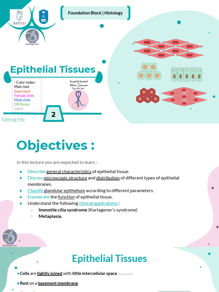 2-Histology Epithelial Tissues Team441 | PDF | Epithelium | Tissue ...