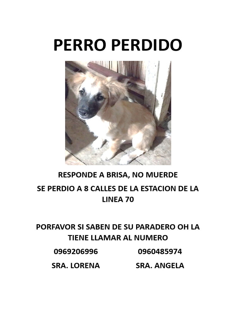 Perro perdido cerca de Línea 70 | PDF