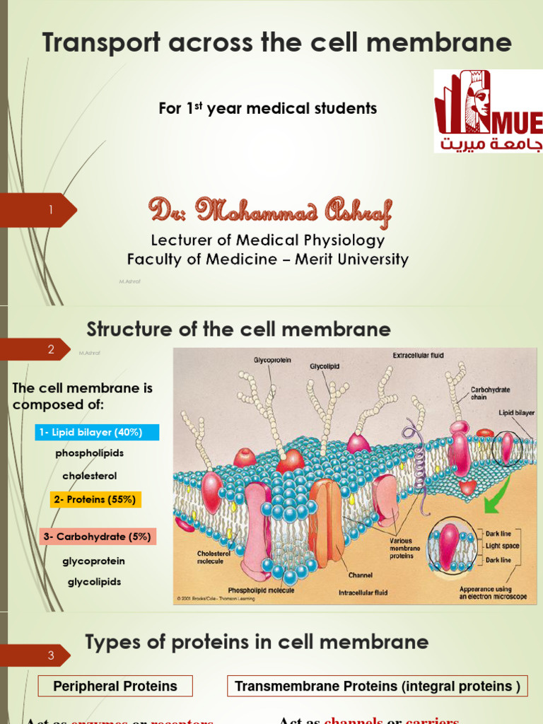 Transport Across The Cell Membrane | PDF | Cell Membrane | Lipid Bilayer