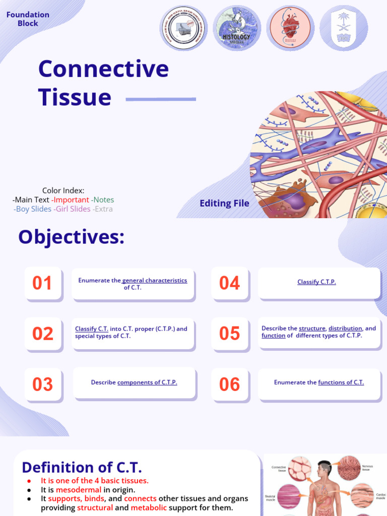 L3) Connective Tissue | PDF | Connective Tissue | Anatomy