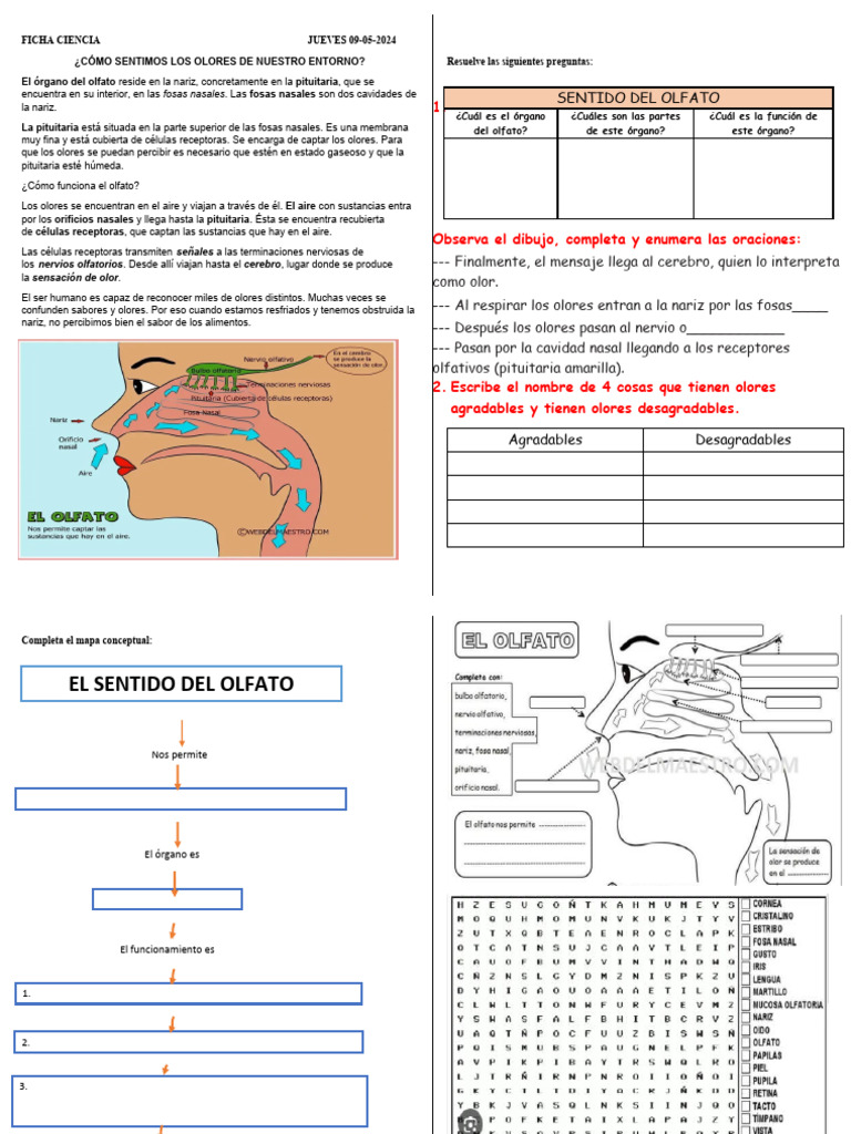 Funcionamiento del Sentido del Olfato | PDF | Otorrinolaringología ...