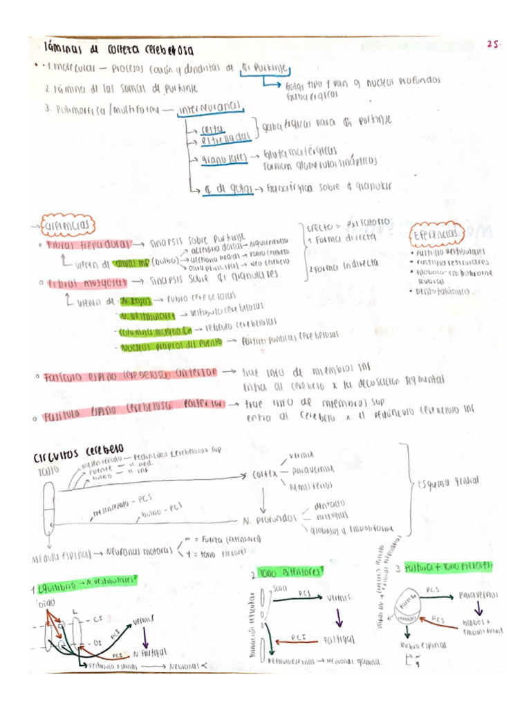 Resumen Neuro 2 | PDF