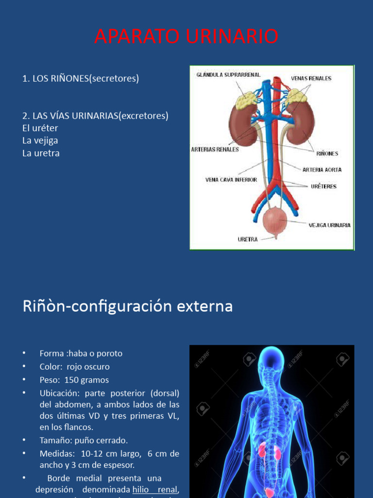 Aparato Urinario | PDF | Riñón | Sistema urinario