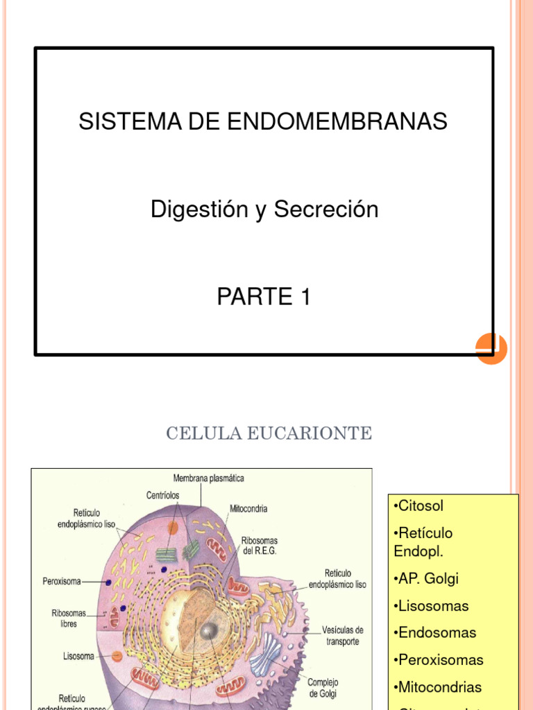 Sistema de Endomembranas en Células Eucariontes | PDF | Retículo ...
