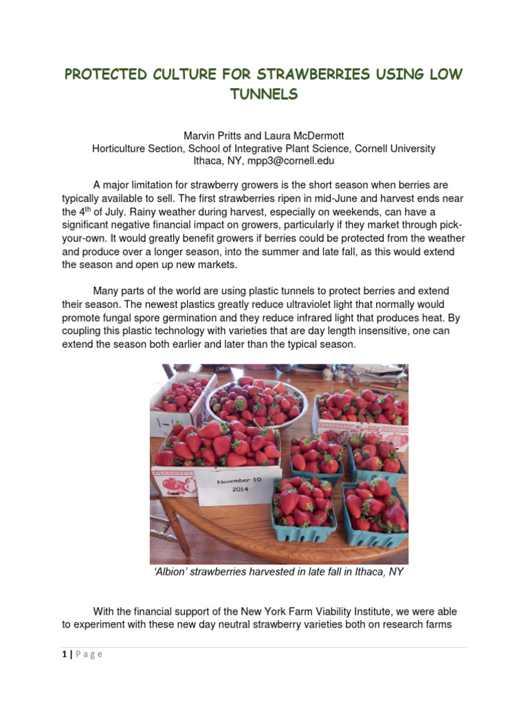 low-tunnel-strawberries | PDF | Strawberry | Berry