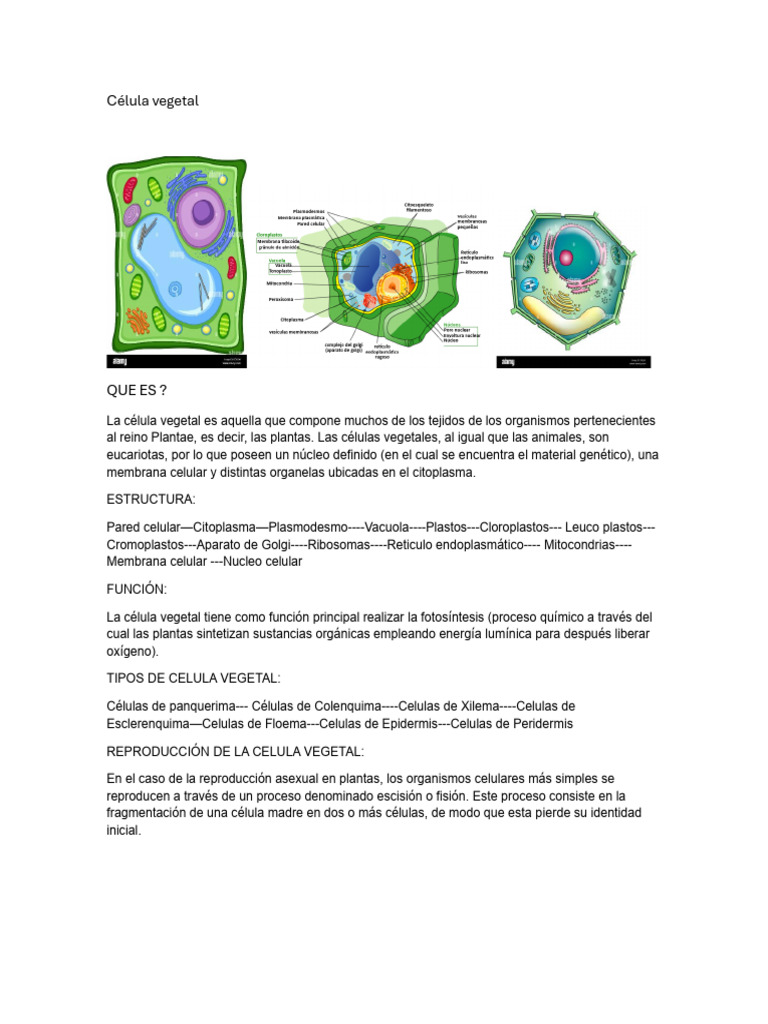 Célula Vegetal | PDF