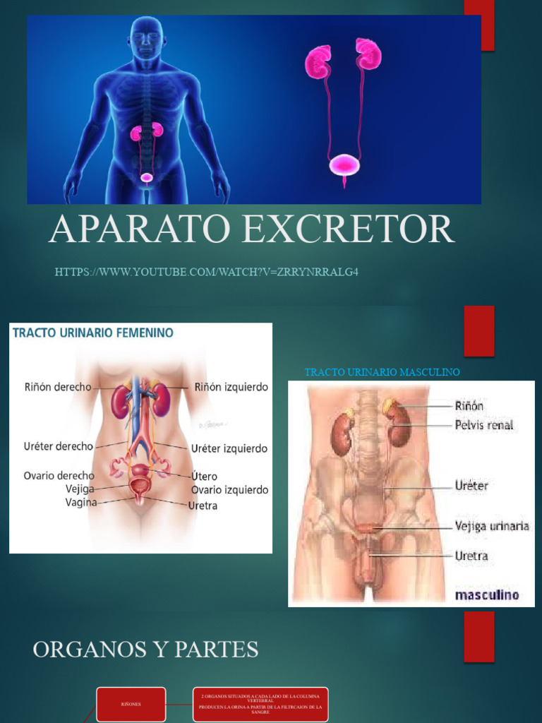 Aparato Excretor | PDF | Sistema urinario | Riñón