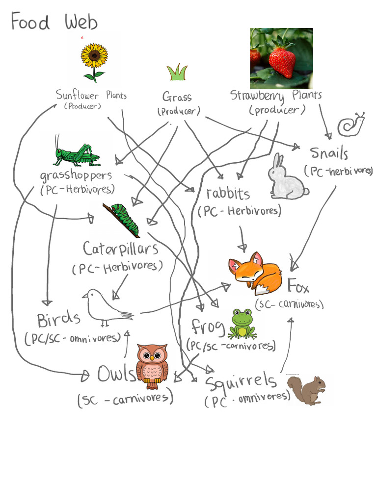 Science-Food Web | PDF