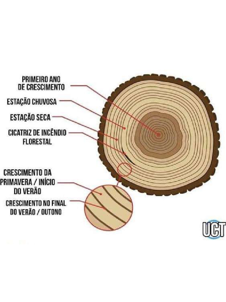 Obtendo Informações Sobre Uma Árvore Pelo Tronco | PDF