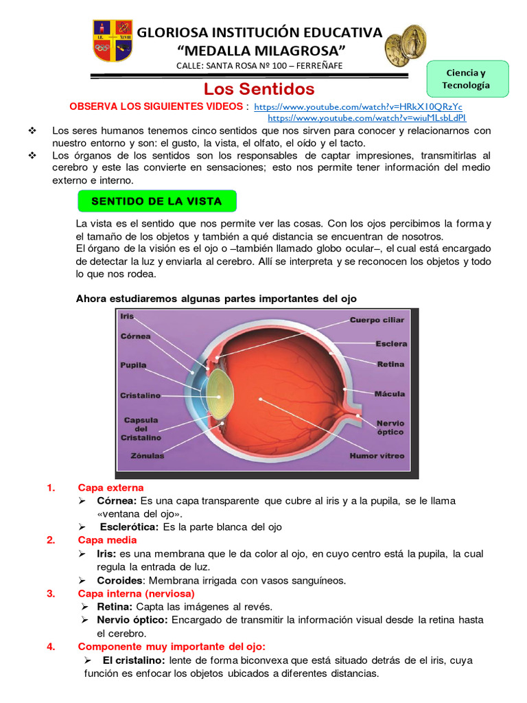 Sentido de La Vista y Oido | PDF | Oído | Ojo