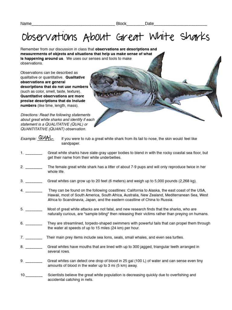 Qual-Quan Sharks | PDF | Great White Shark | Sharks