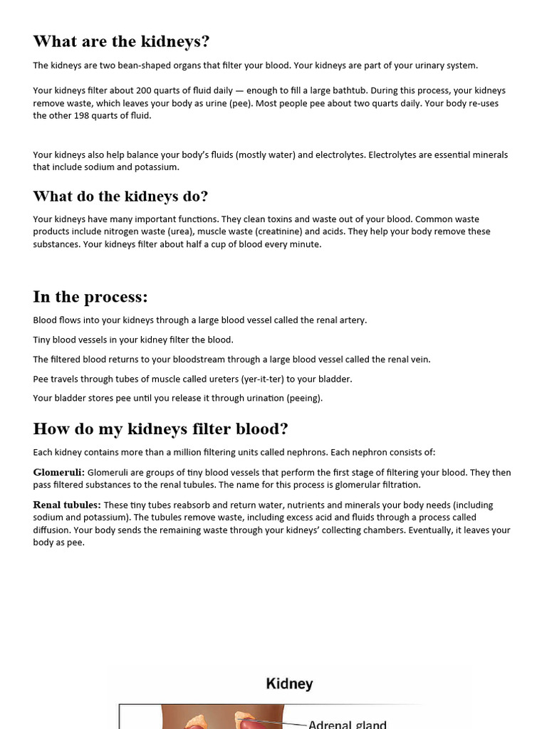 KIDNEY | PDF | Kidney | Human Body