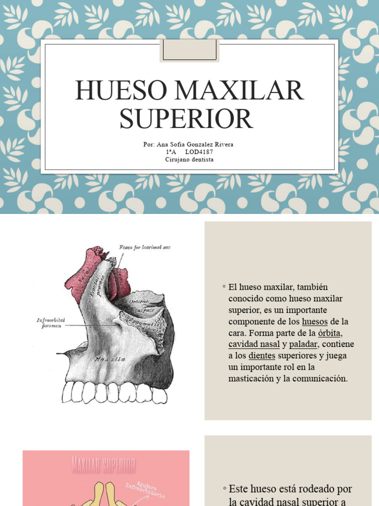 Hueso maxilar superior | PDF