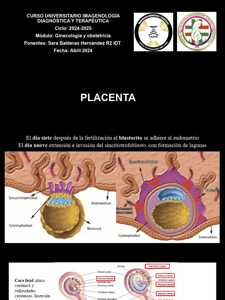 6. Placenta | PDF | Placenta | El embarazo
