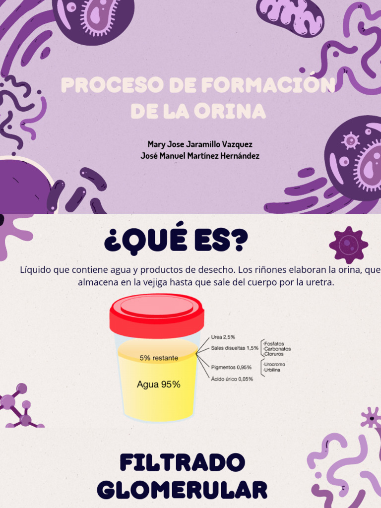 Proceso D La Formación D Orina | PDF | Riñón | Biología