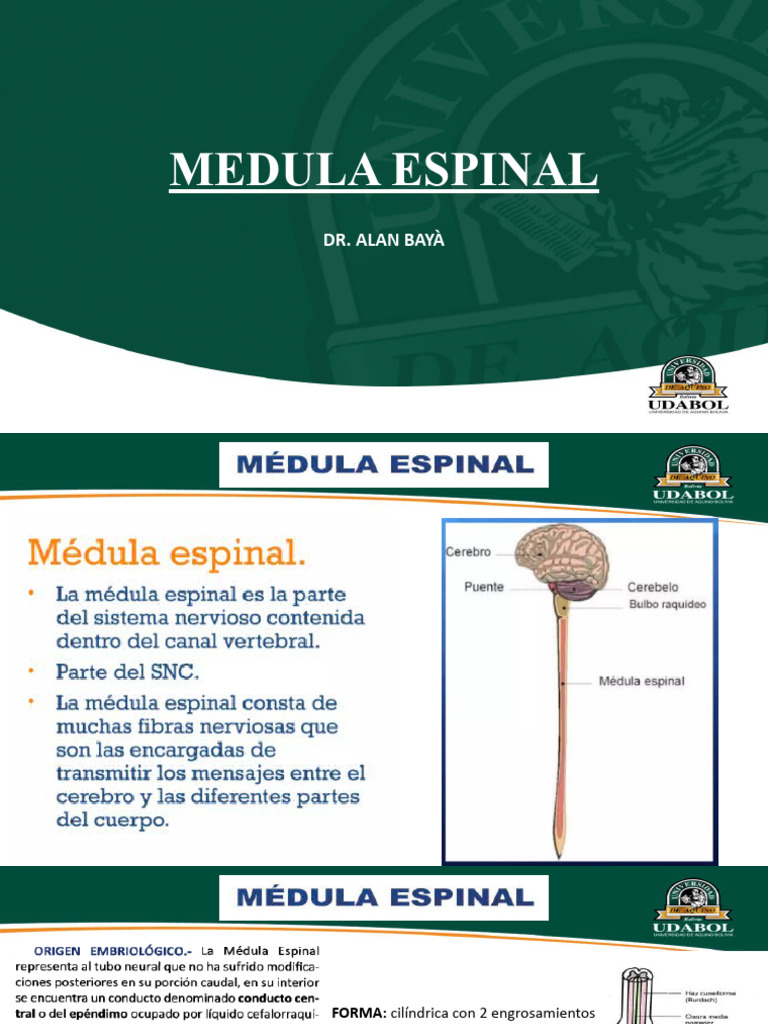 Anatomía de la Médula Espinal | PDF | Médula espinal | Neuroanatomía