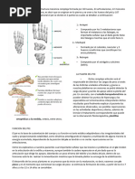 Huesos del pie: nombres y funciones | PDF | Pie | Hueso