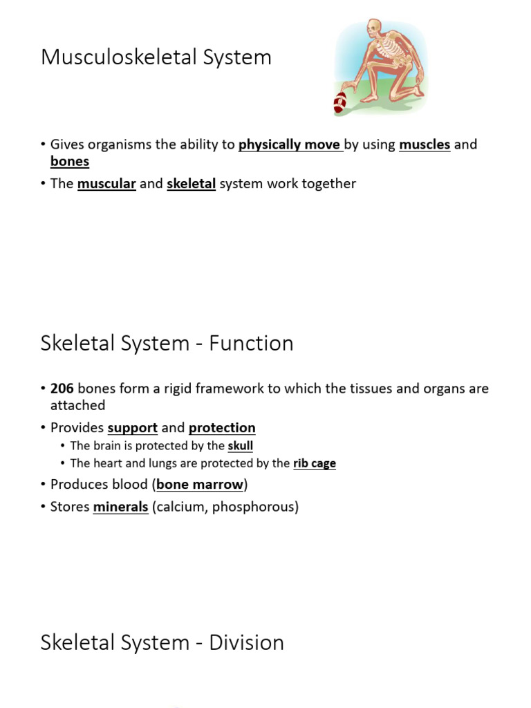 Musculoskeletal and Nervous System Overview | PDF | Wellness | Science ...