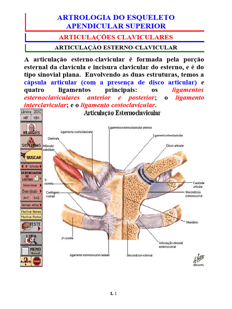 ANATOMIA I - Apendicular Superior Artrologia | Download grátis PDF ...
