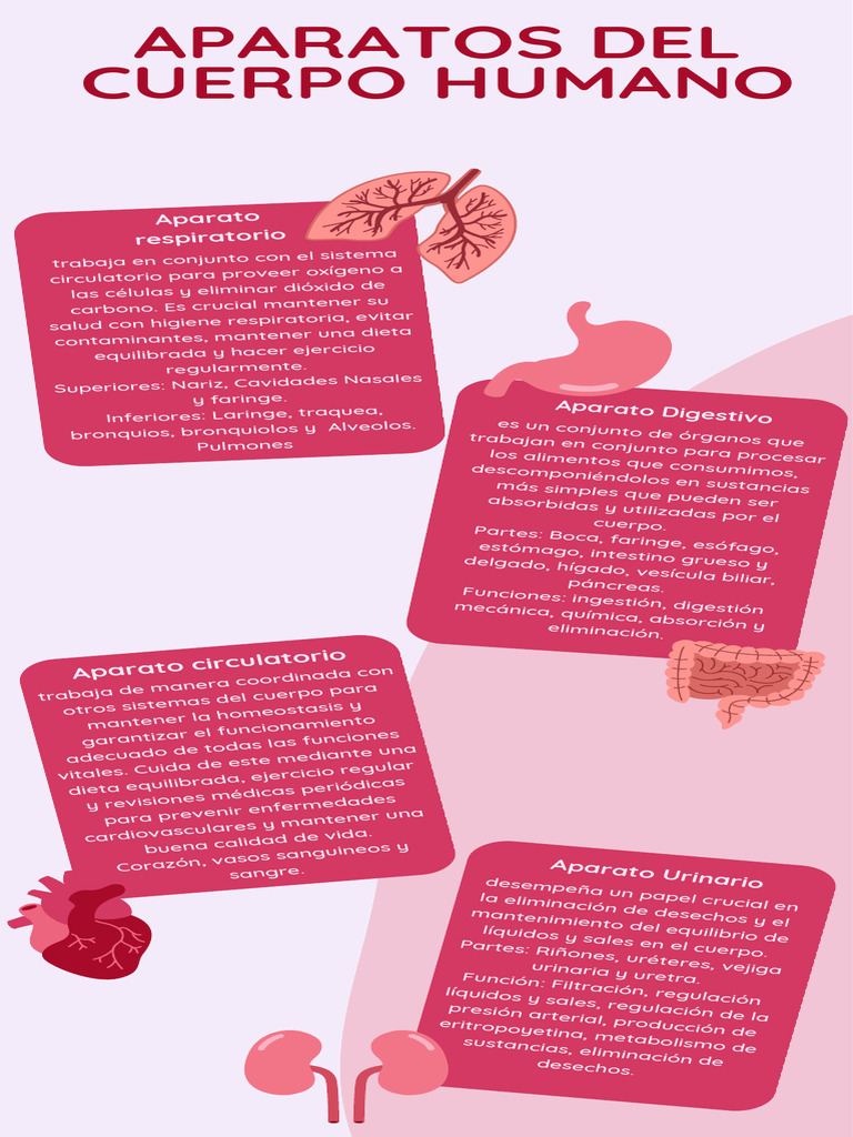 Tarea Semana 11 Aparatos Y Sistemas Del Cuerpo Humano Pdf Sistema