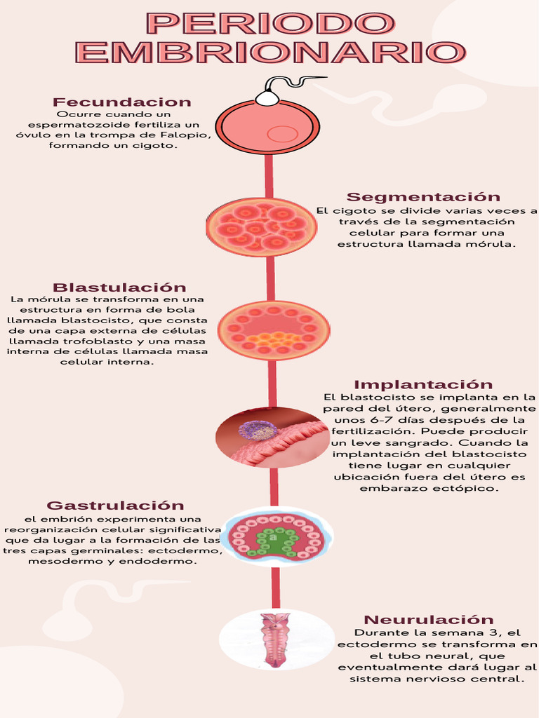 Infografía Etapas Del Proceso Embrionario 22.03.24 | PDF | Embrión | Cambio