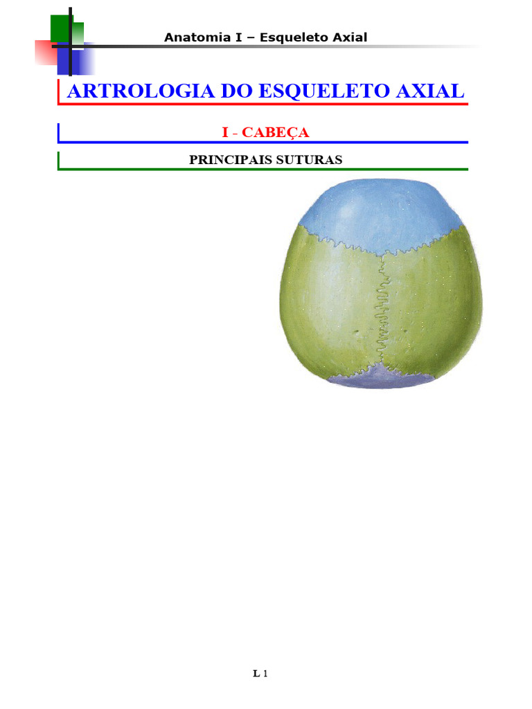 ANATOMIA I - Esqueleto Axial Artrologia | PDF | Coluna vertebral ...