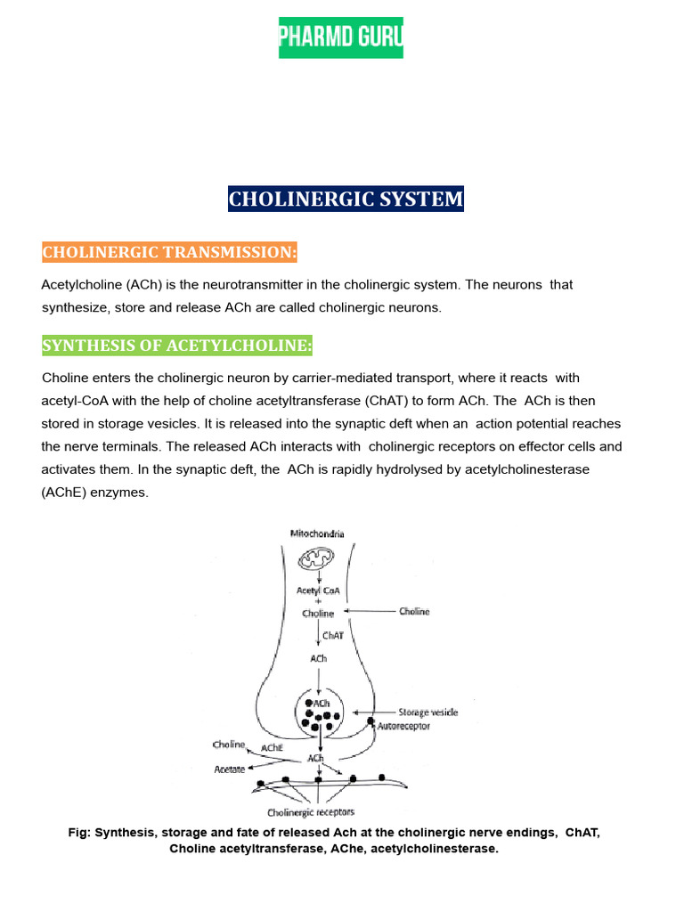 Cholinergic Drugs and Mechanisms Explained | PDF | Acetylcholine ...