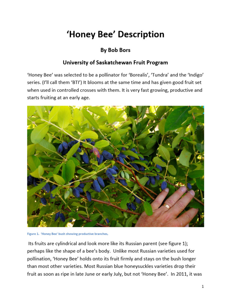 Honey Bee | PDF | Pollination | Bees